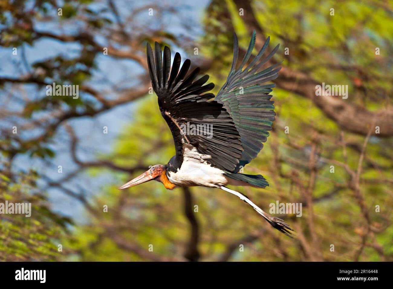 Malayan Stork, Lesser Adjutant, Sundamarabu, Malayan Storks, Lesser ...