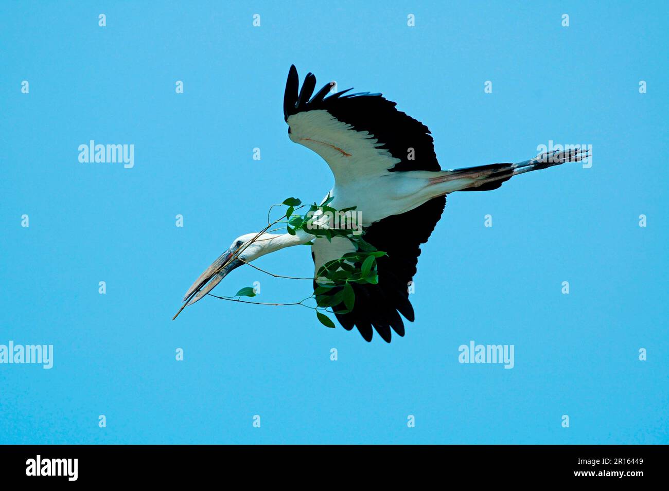 Asian openbills (Anastomus oscitans), Silver-billed Stork, Stork ...