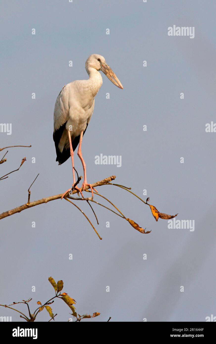 Asian openbills (Anastomus oscitans), Silver-billed Stork, Stork ...
