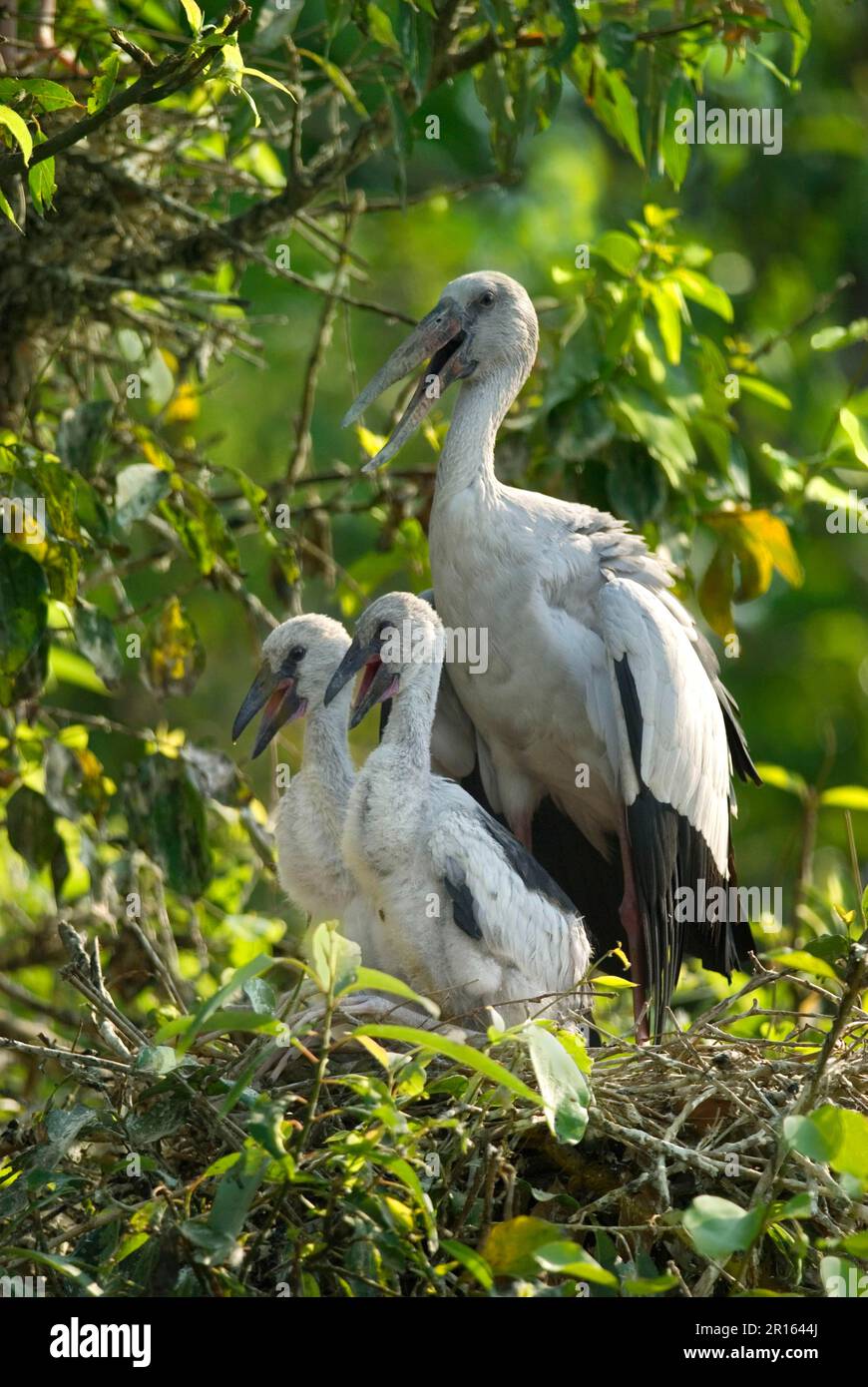 Asian openbills (Anastomus oscitans), Silver-billed Stork, Stork ...