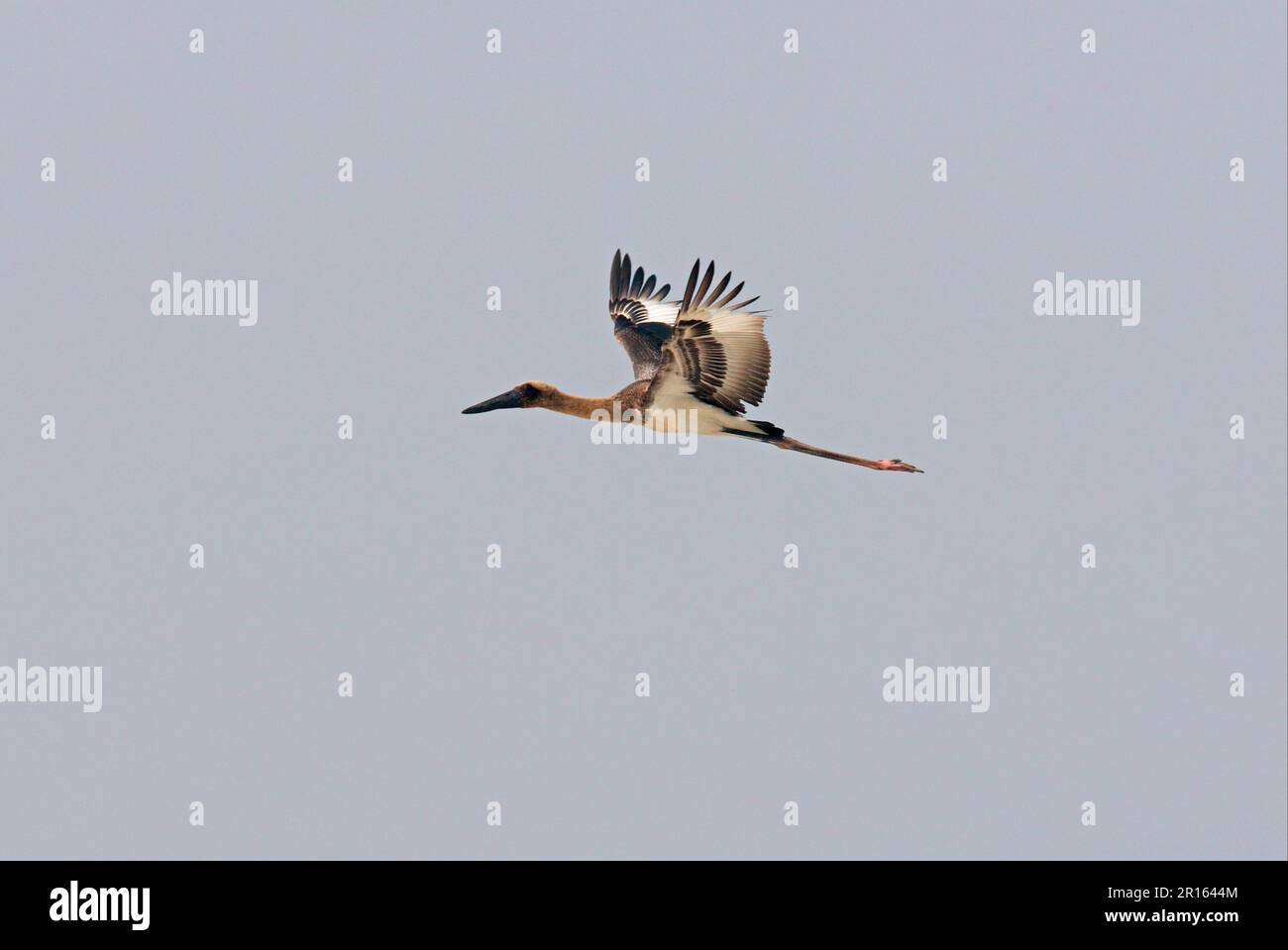 Xenorhynchus asiaticus, Giant Stork, Indian Great Stork, Giant Storks ...