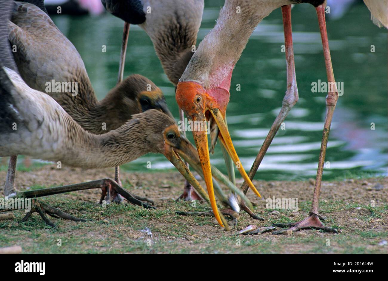 Painted painted stork (Mycteria leucocephala), adult chicks feeding ...
