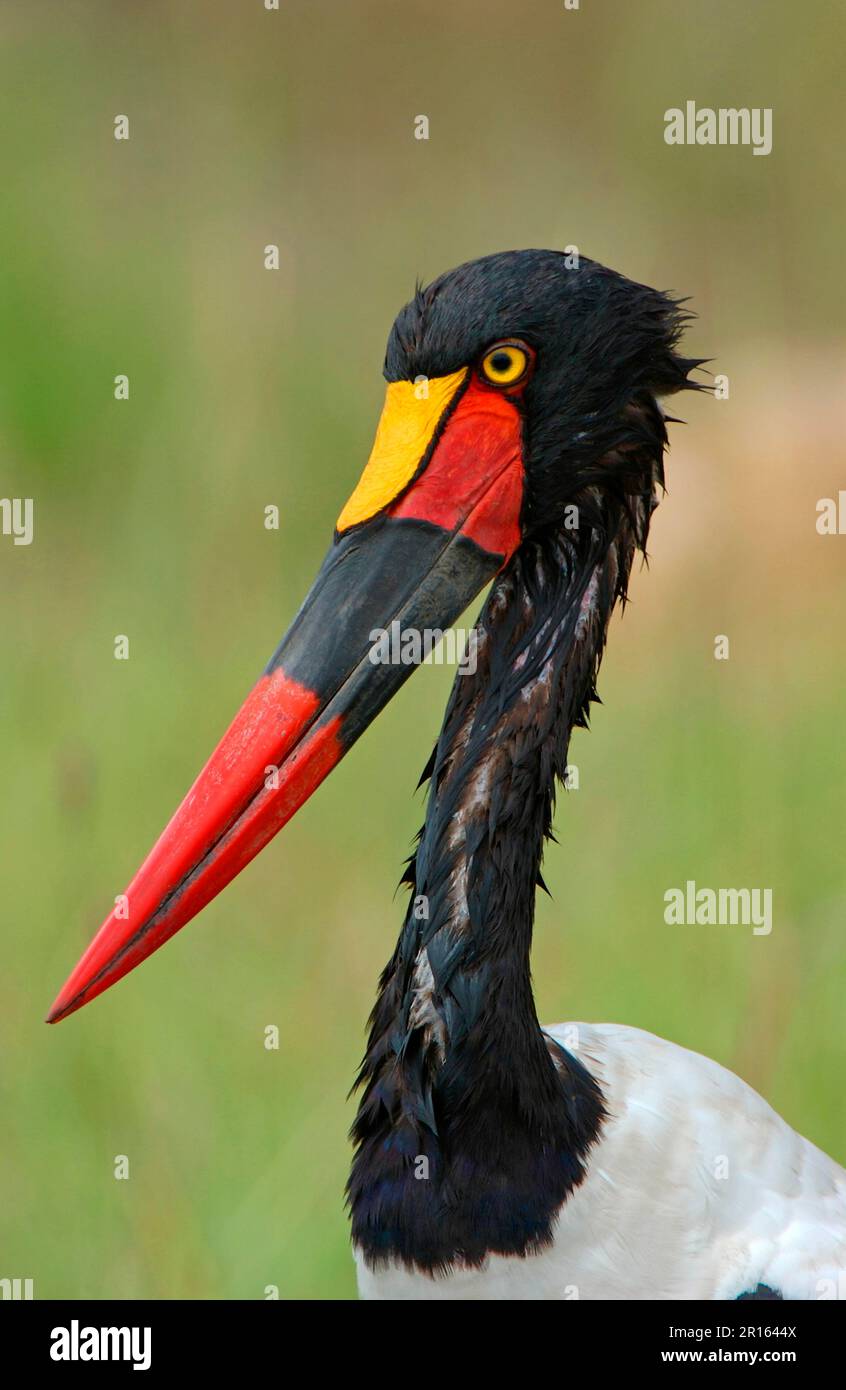 Saddle-billed stork (Ephippiorhynchus senegalensis), adult female ...