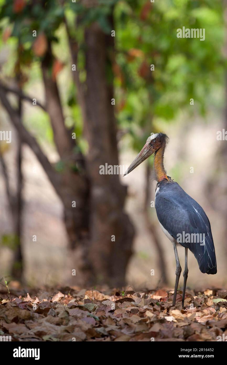 Lesser adjutant stork (Leptoptilos javanicus), adult, standing in ...
