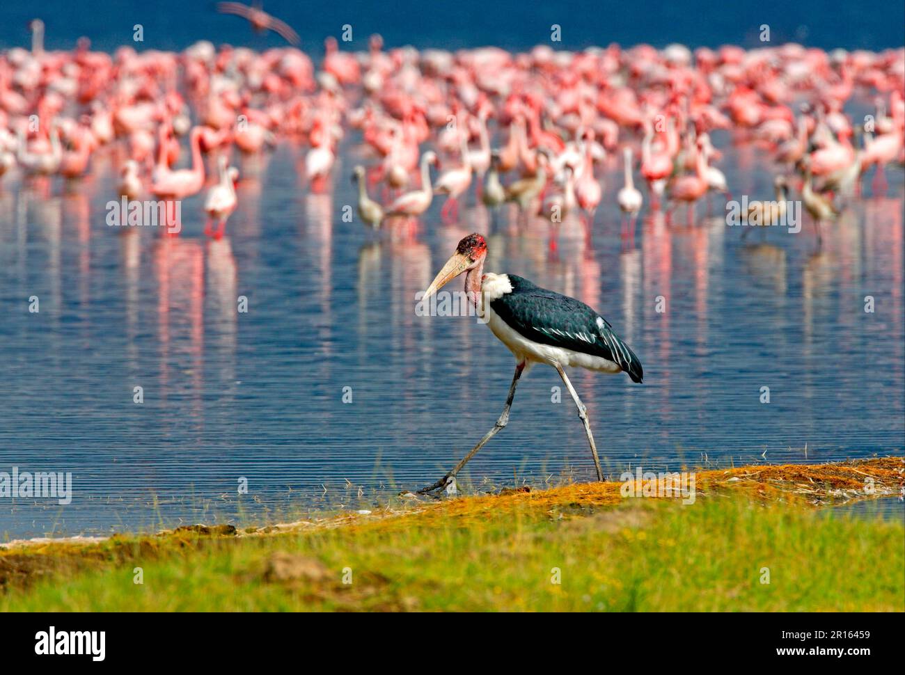 Flamingo flock hi-res stock photography and images - Alamy