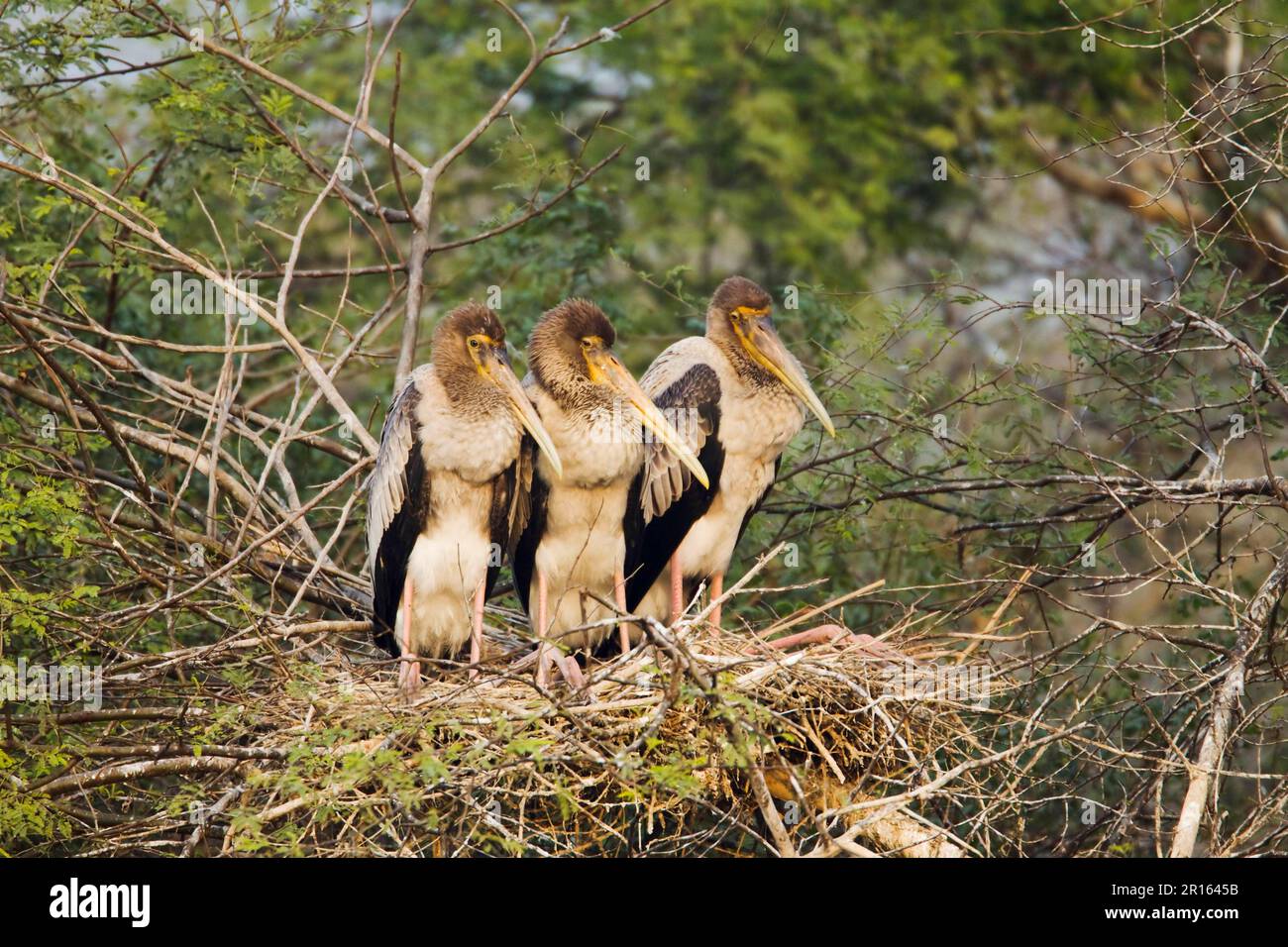 Painted Stork (Mycteria leucocephala) three chicks, sitting on nest in ...