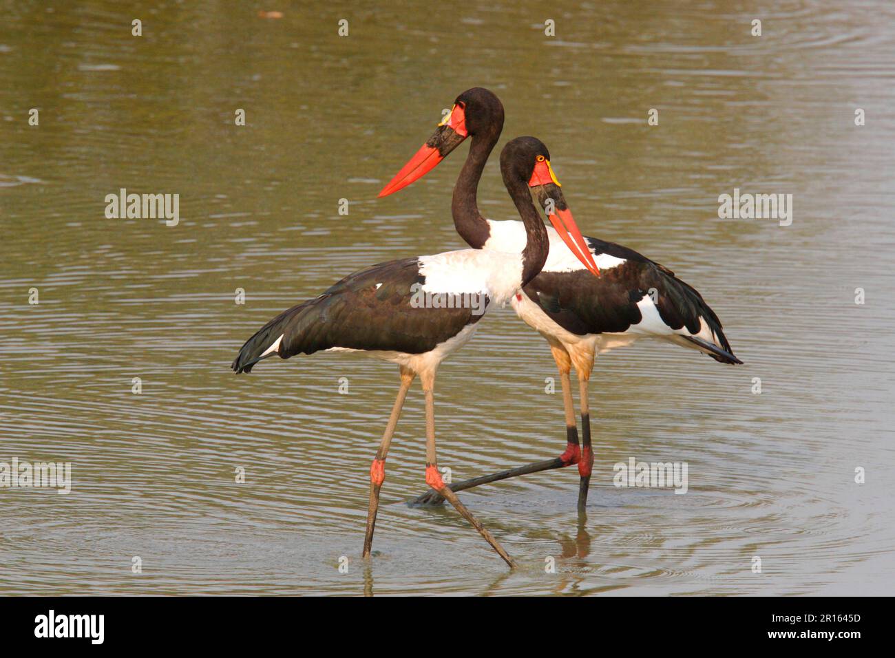 Saddle-billed Stork, saddle-billed storks (Ephippiorhynchus ...