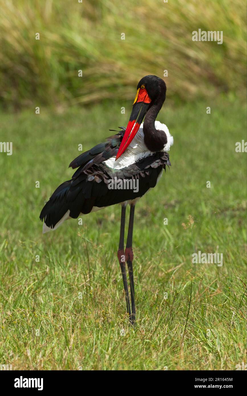 Saddle-billed stork (Ephippiorhynchus senegalensis), adult female ...