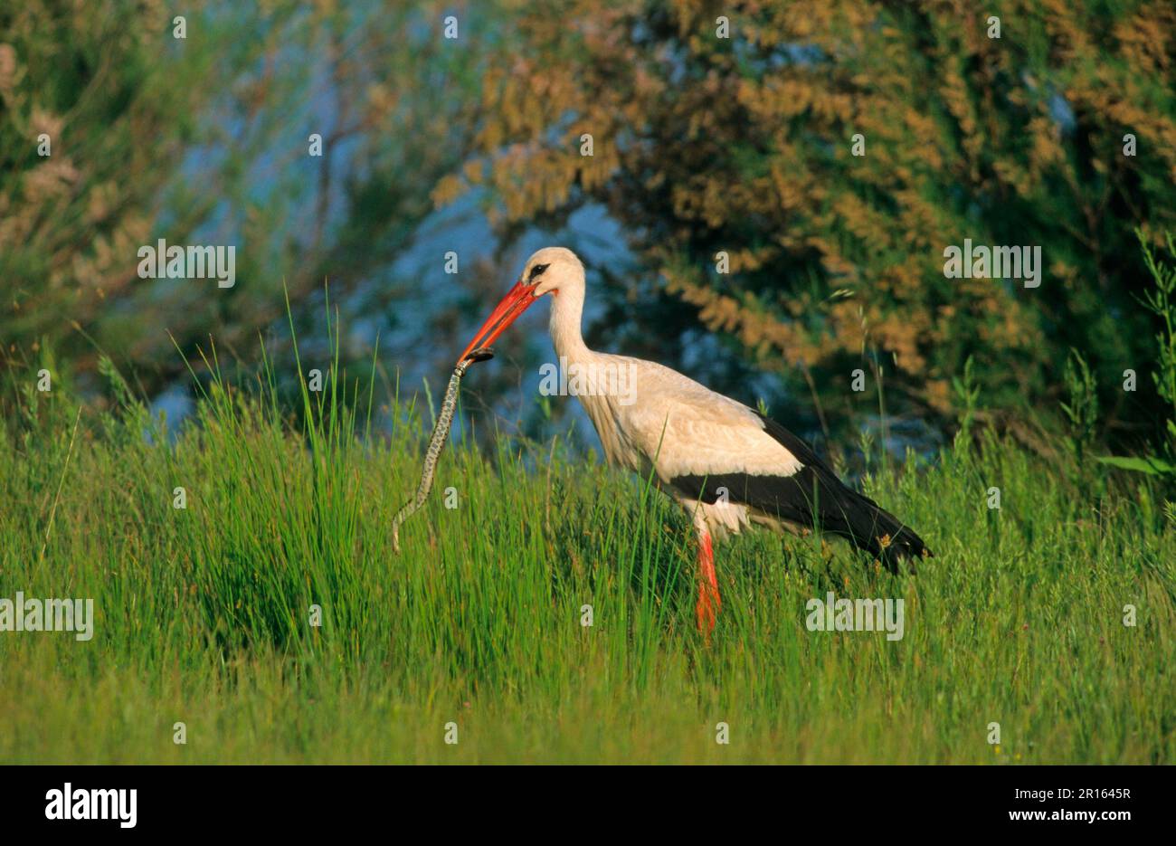White stork with snake hi-res stock photography and images - Alamy