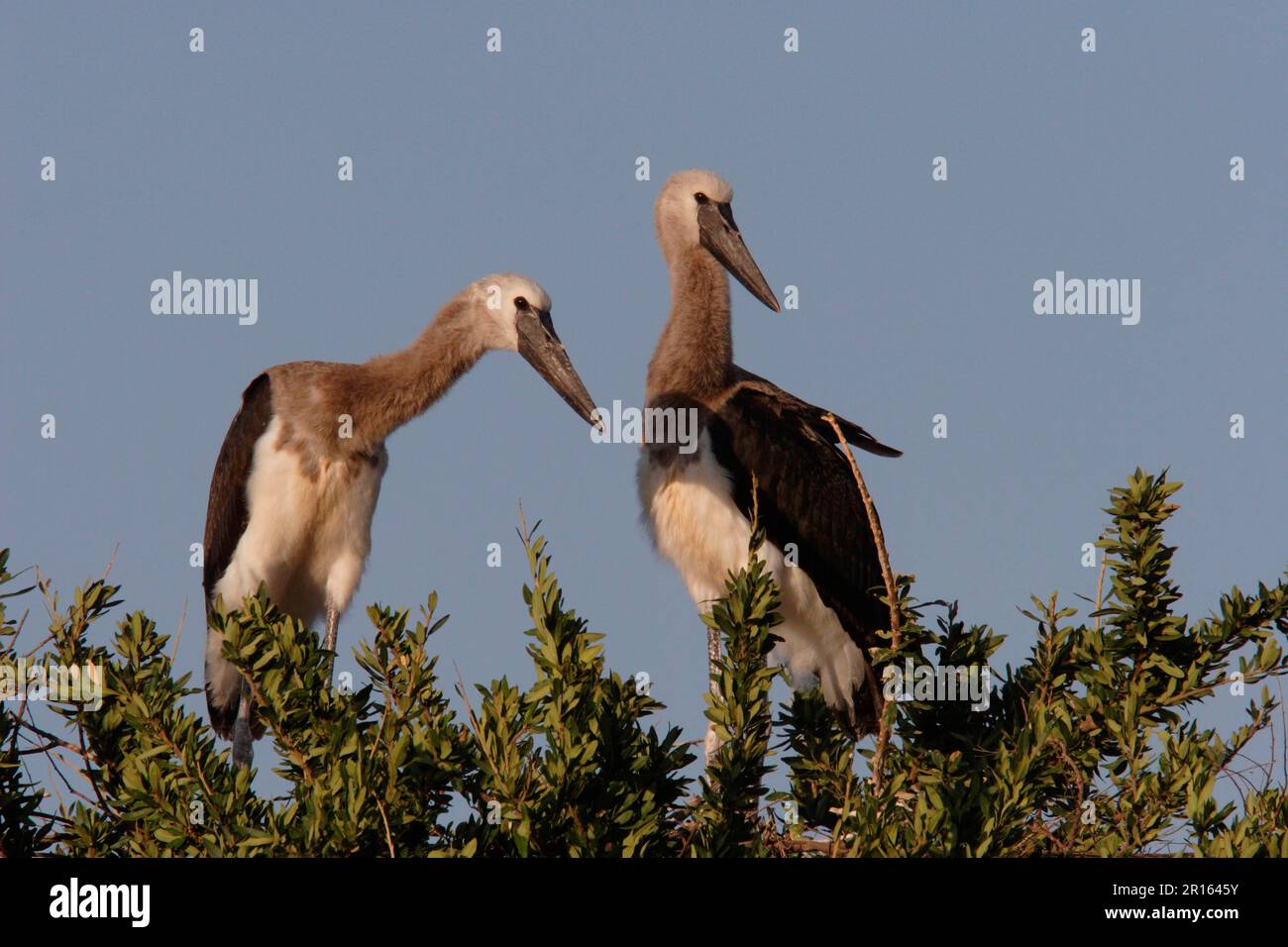 Saddle-billed stork (Ephippiorhynchus senegalensis) two young birds ...