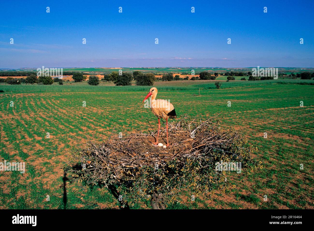 White Stork, white storks (Ciconia ciconia), White Stork, White Storks ...