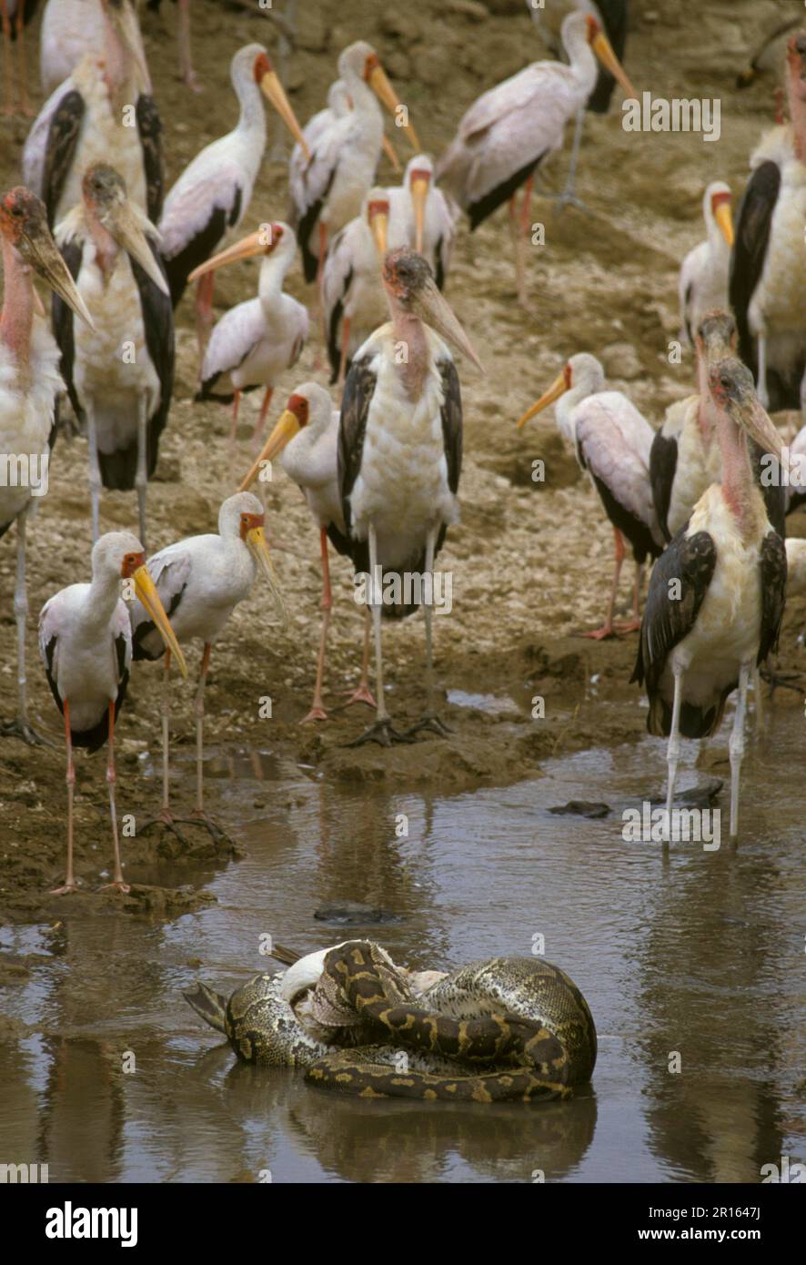 African rock python hi-res stock photography and images - Alamy