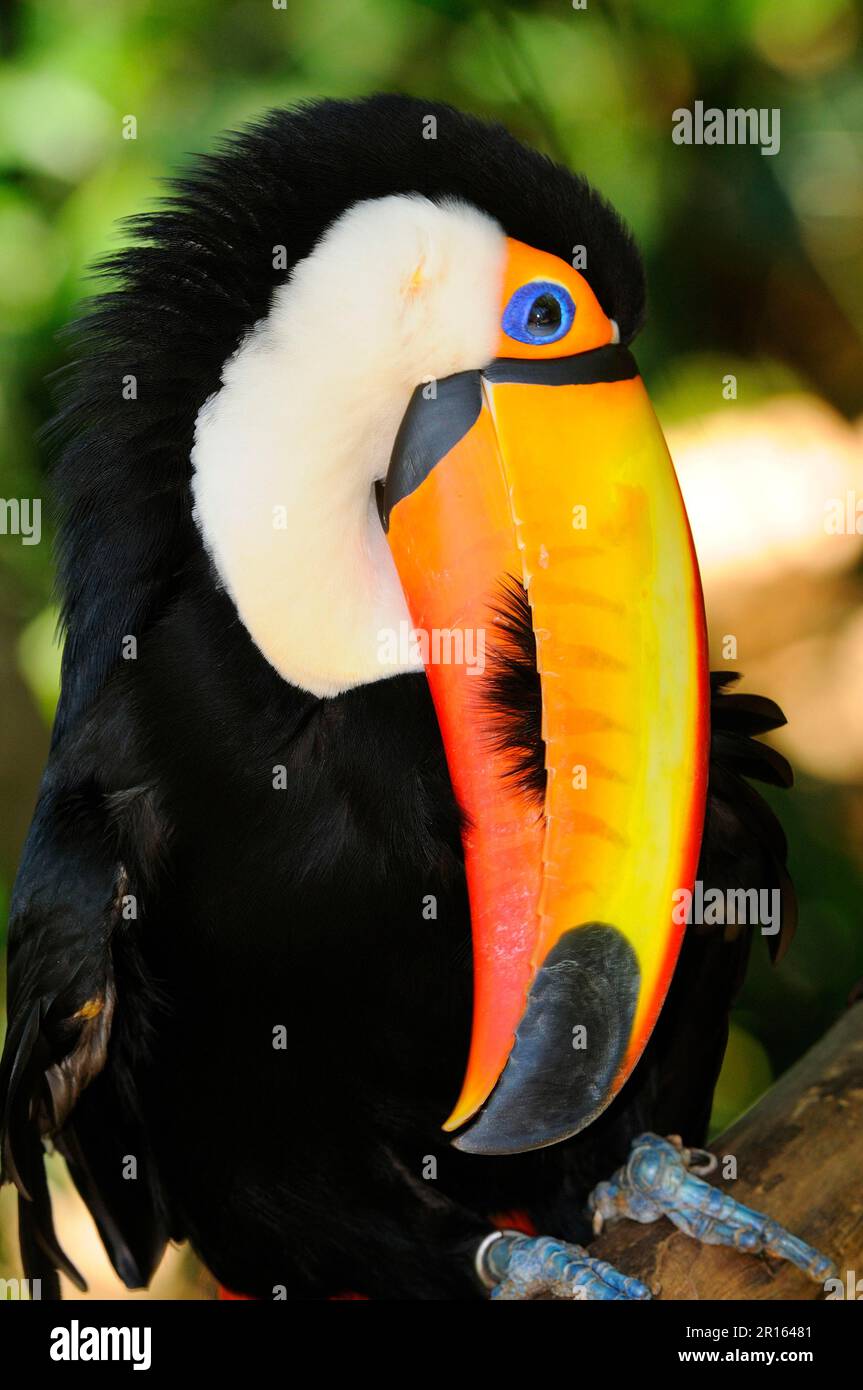 Toco toco toucan (Ramphastos toco) adult, preening, Brazil, in ...