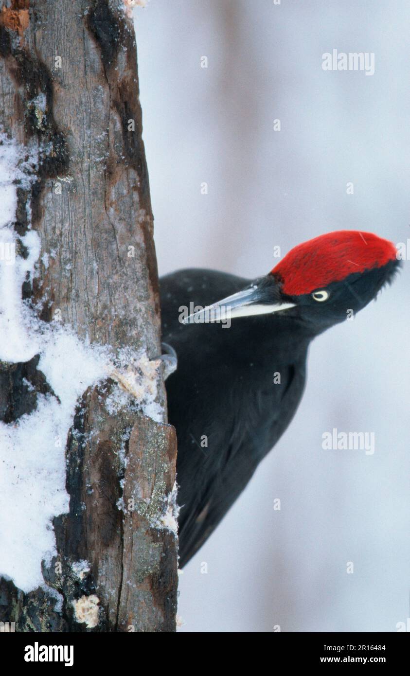 Black Woodpecker, black woodpeckers (Dryocopus martius), Woodpeckers ...