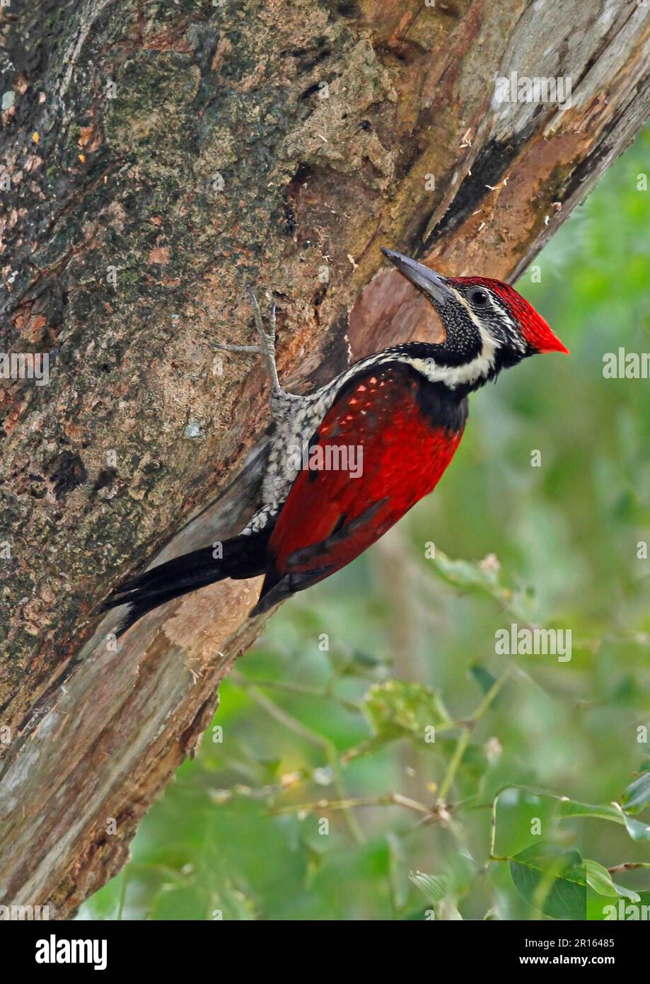 Black-rumped flameback (Dinopium benghalense), adult male, at nest hole ...