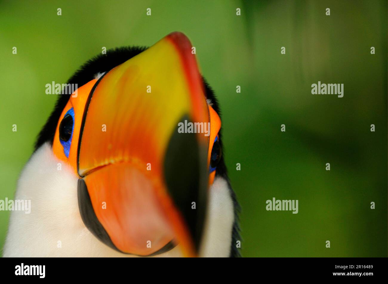Toco toucan (Ramphastos toco) adult, close-up of face and toco toucan ...