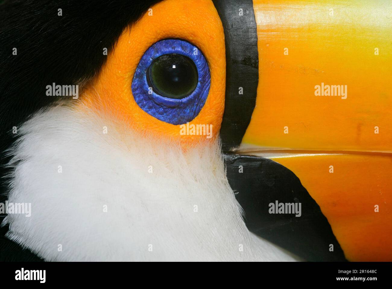 Toco toco toucan (Ramphastos toco) adult, close-up of face, Brazil ...