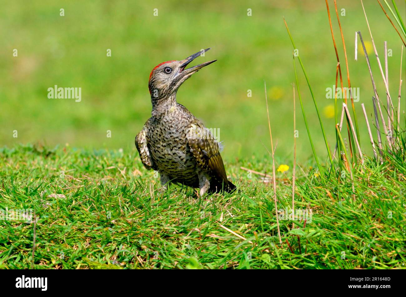 Green Woodpecker, european green woodpeckers (Picus viridis ...