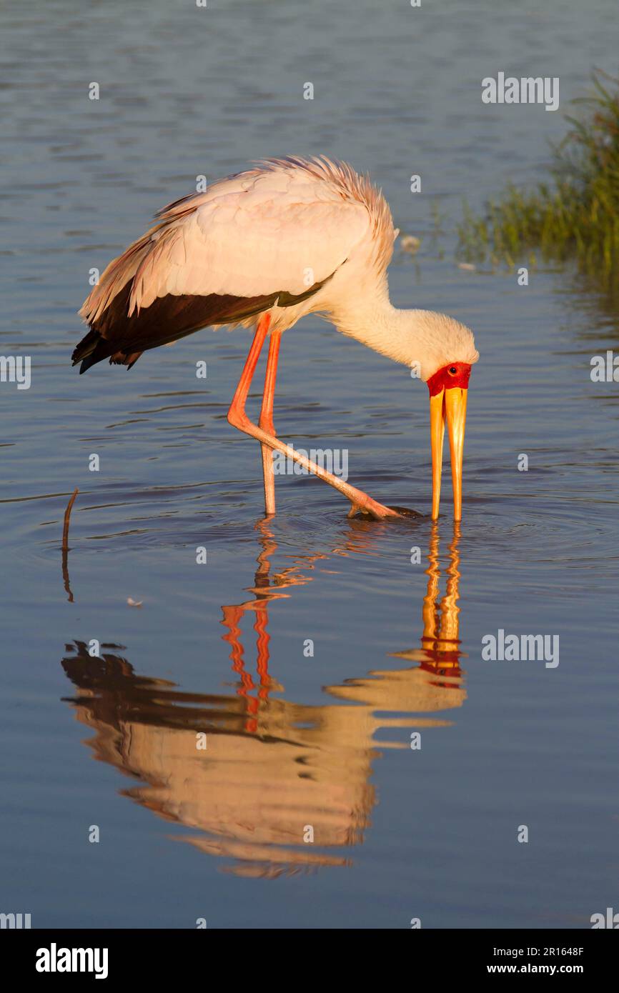 African Mimic Stork Mimic Stork, Stork, Animals, Birds, Yellow-billed ...