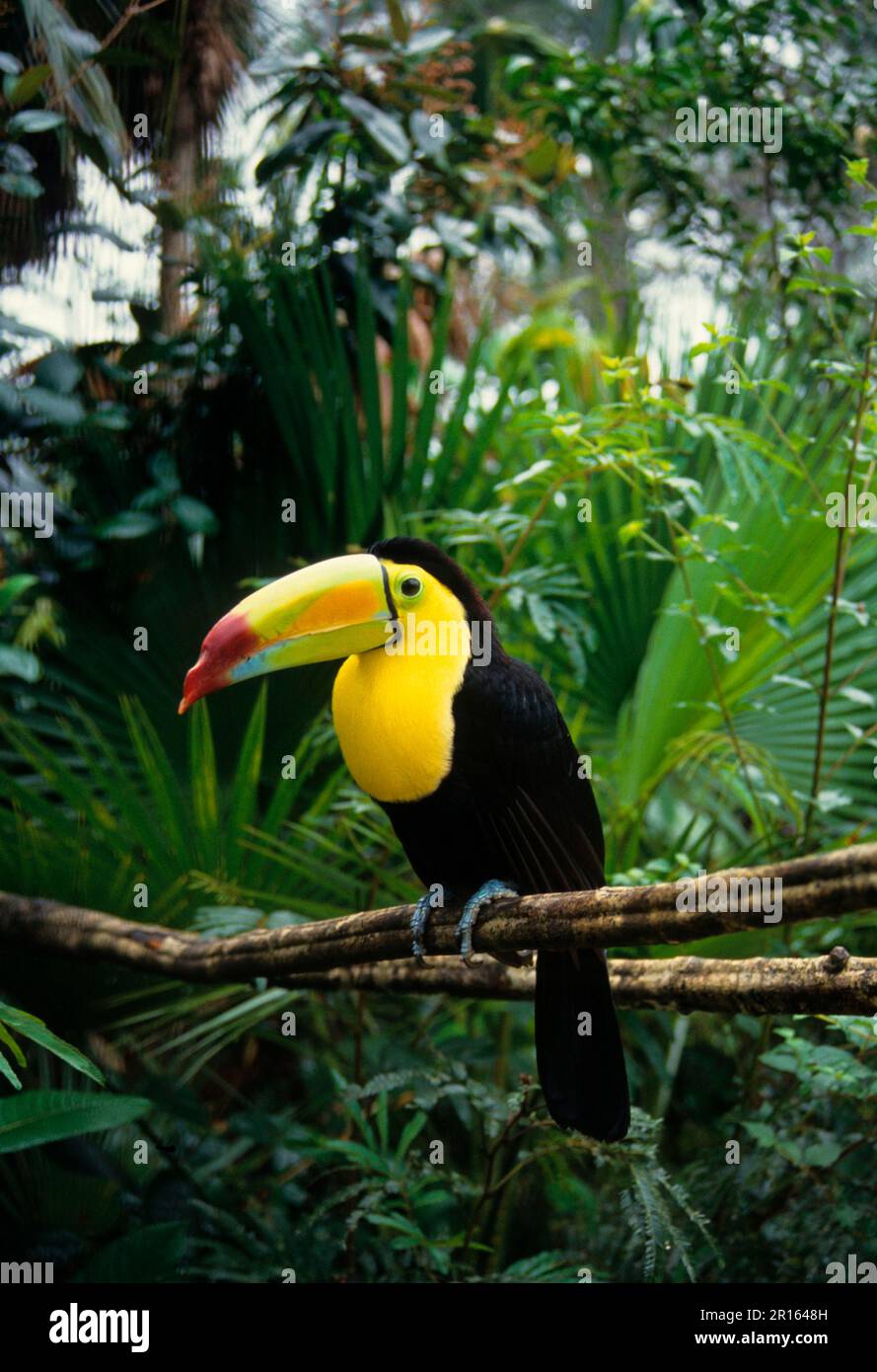 Fishing Toucan, Fishing Toucans, Rainbow Toucan, keel-billed toucans ...