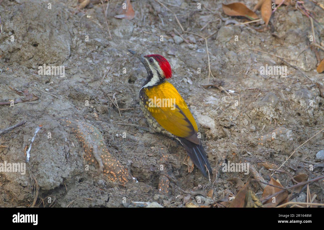 Black-rumped flameback (Dinopium benghalense), adult female, foraging ...