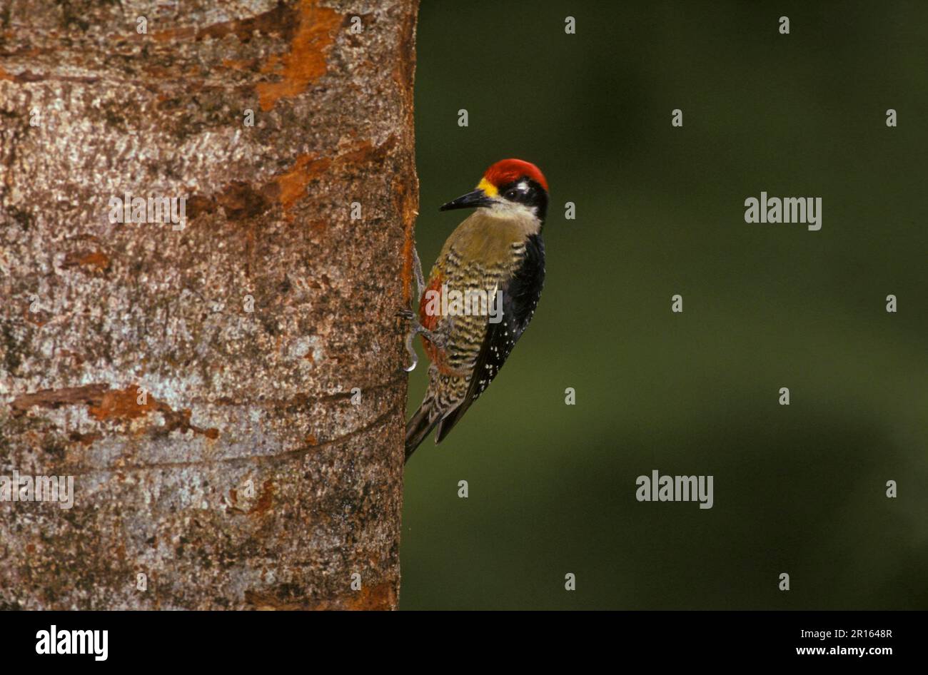 Pileated Woodpecker, Pileated Woodpeckers, Woodpeckers, Animals, Birds ...