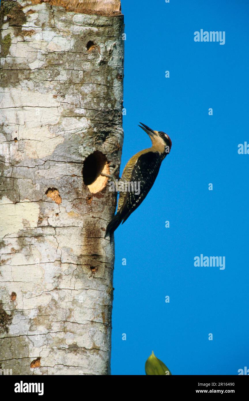 Pileated Woodpecker, Pileated Woodpeckers, Woodpeckers, Animals, Birds ...