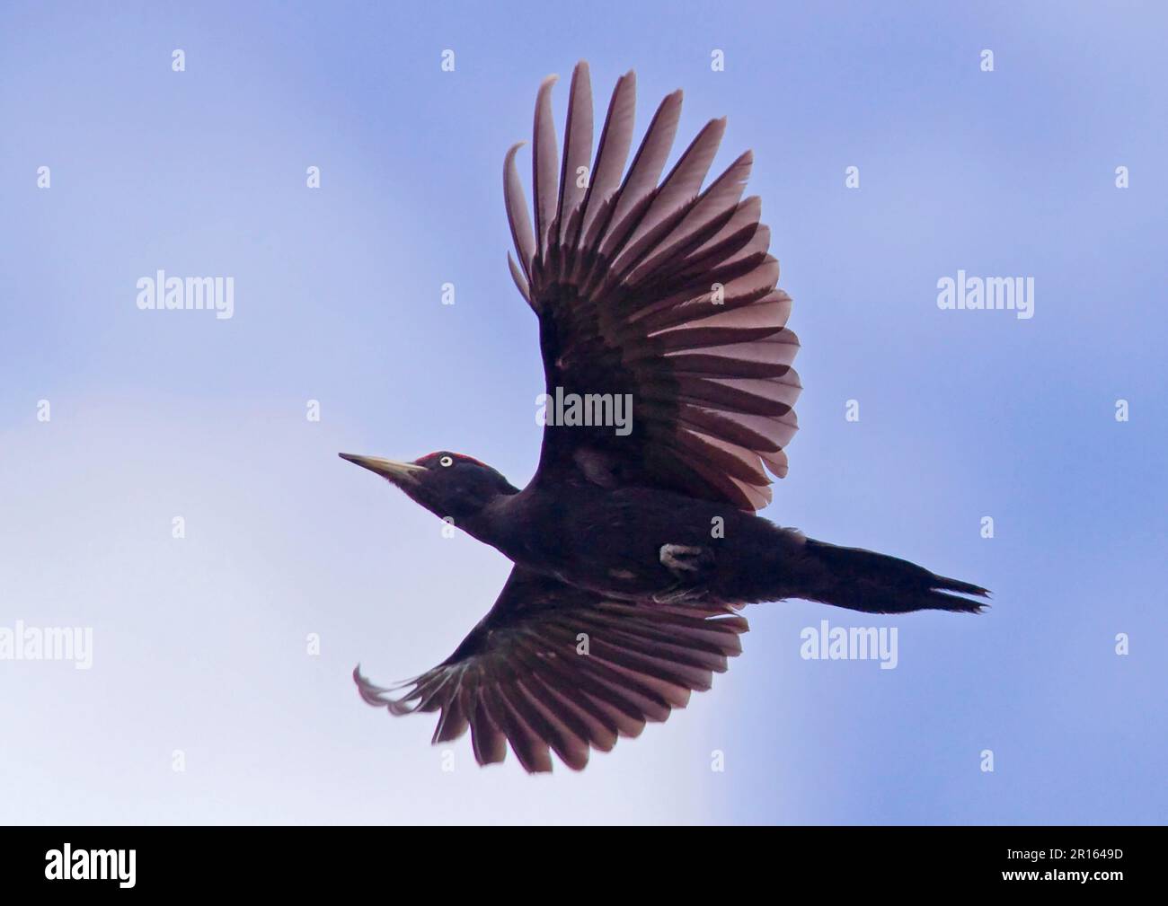 Black Woodpecker, black woodpeckers (Dryocopus martius), Woodpeckers ...