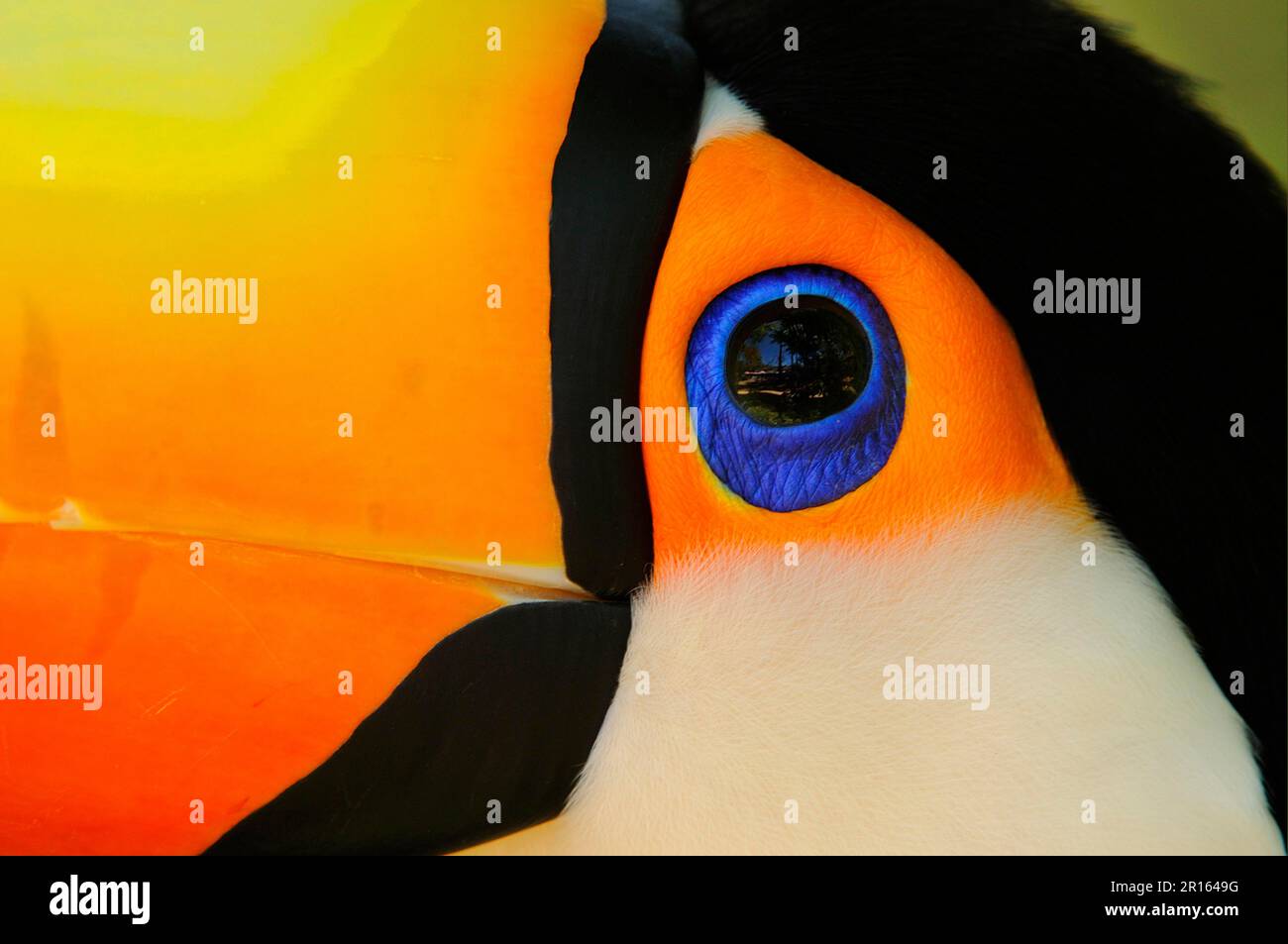 Toco toucan ramphastos toco eye hi-res stock photography and images - Alamy