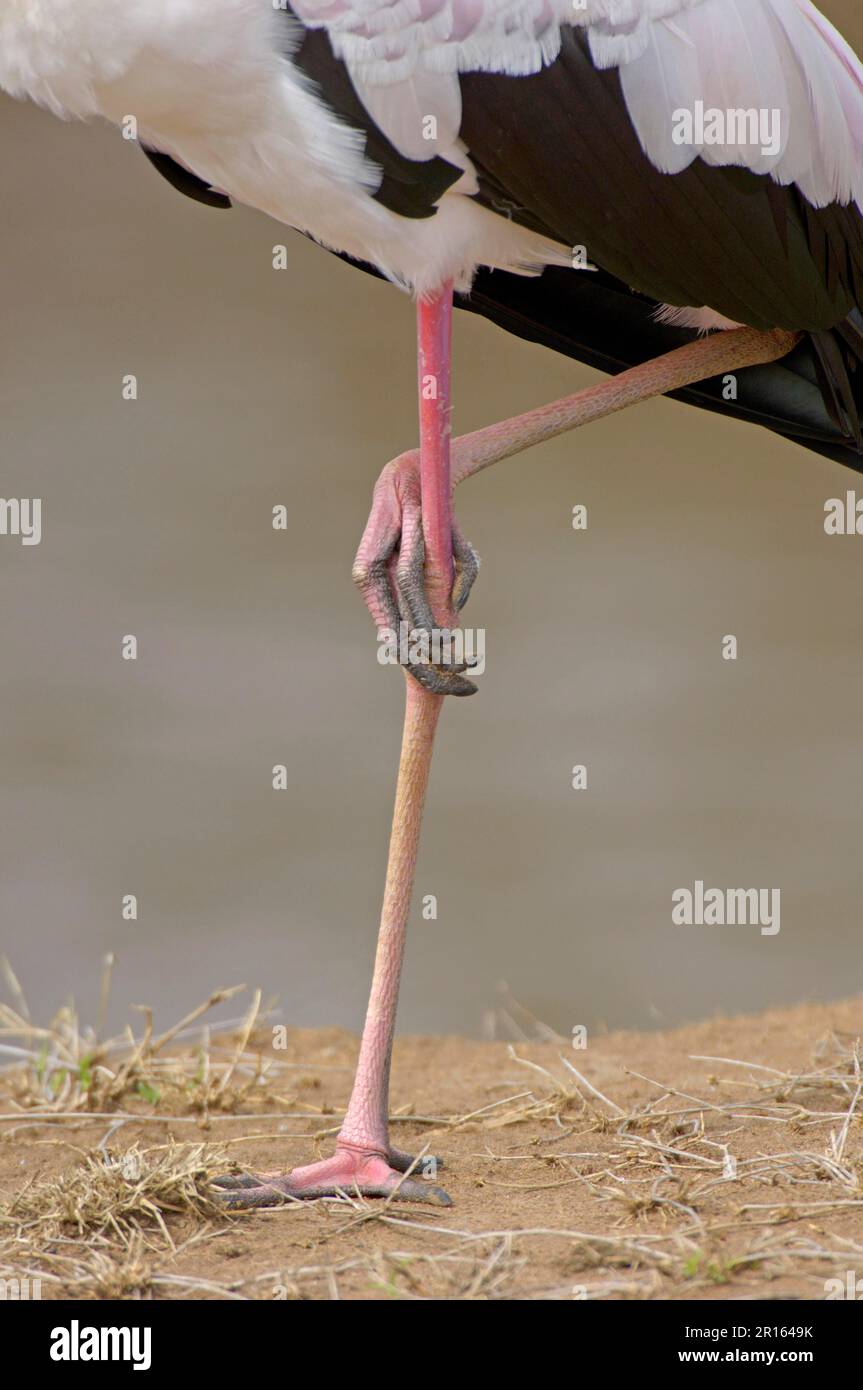 African Yellow-billed Stork (Mycteria ibis) Yellow-billed Stork, Stork ...