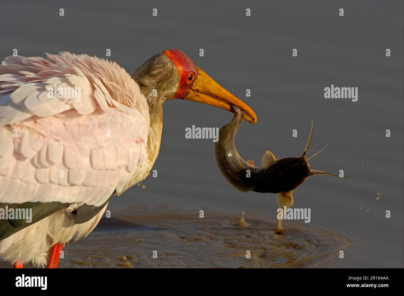 African Yellow-billed Stork (Mycteria ibis) Yellow-billed Stork, stork ...