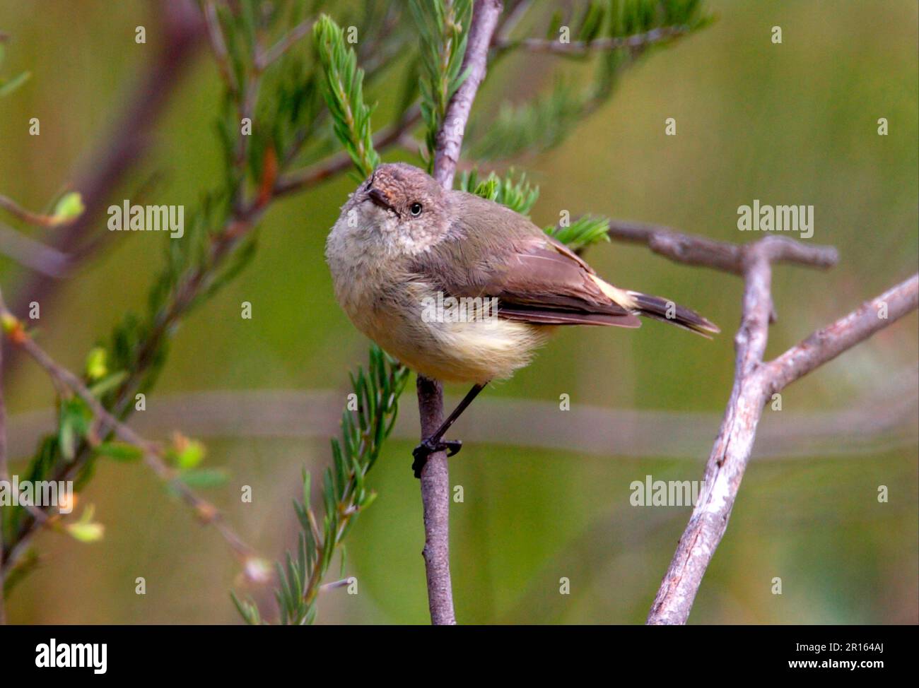Golden crowned thornbill hi-res stock photography and images - Alamy
