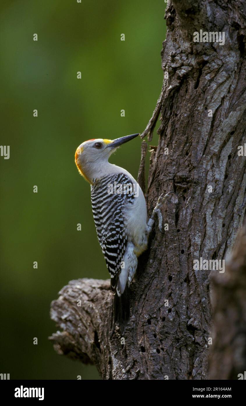 Golden-fronted Woodpecker, golden-fronted woodpeckers (Melanerpes ...