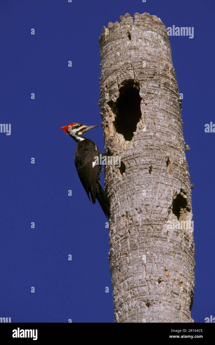 Pileated woodpecker (Dryocopus pileatus), Pileated Woodpeckers ...