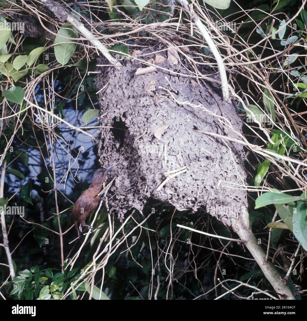 Adult rusty woodpecker (Celeus brachyurus jerdonii), nesting in the ...