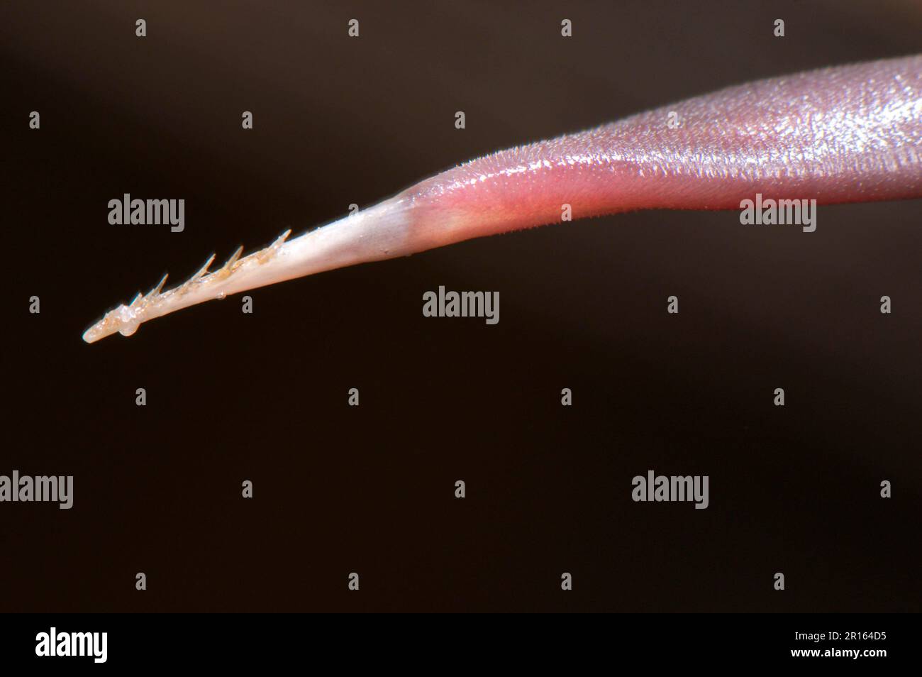 Green Woodpecker, european green woodpeckers (Picus viridis ...