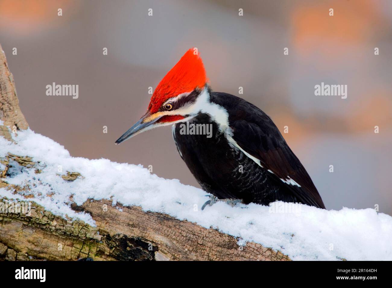 Pileated Woodpecker (Dryocopus pileatus) adult male, perched on locust ...