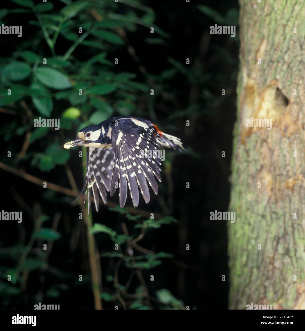 Great Spotted Woodpecker (Dendrocopus major) Flying from nest hole ...