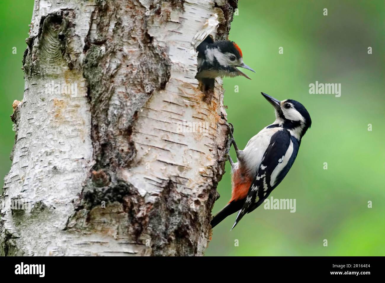 Great spotted woodpecker (Dendrocopos major), adult female, with young ...