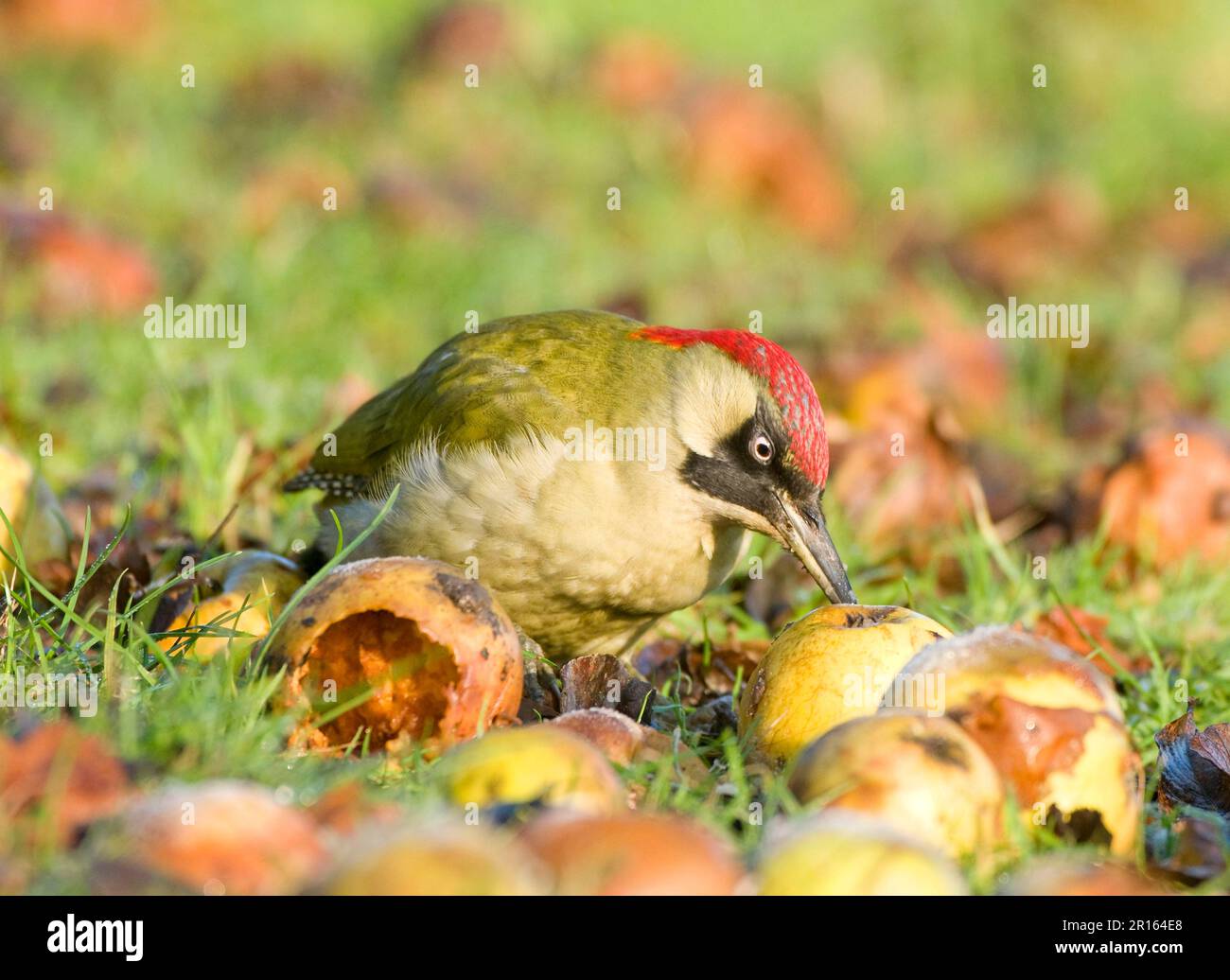 Green Woodpecker, european green woodpeckers (Picus viridis ...