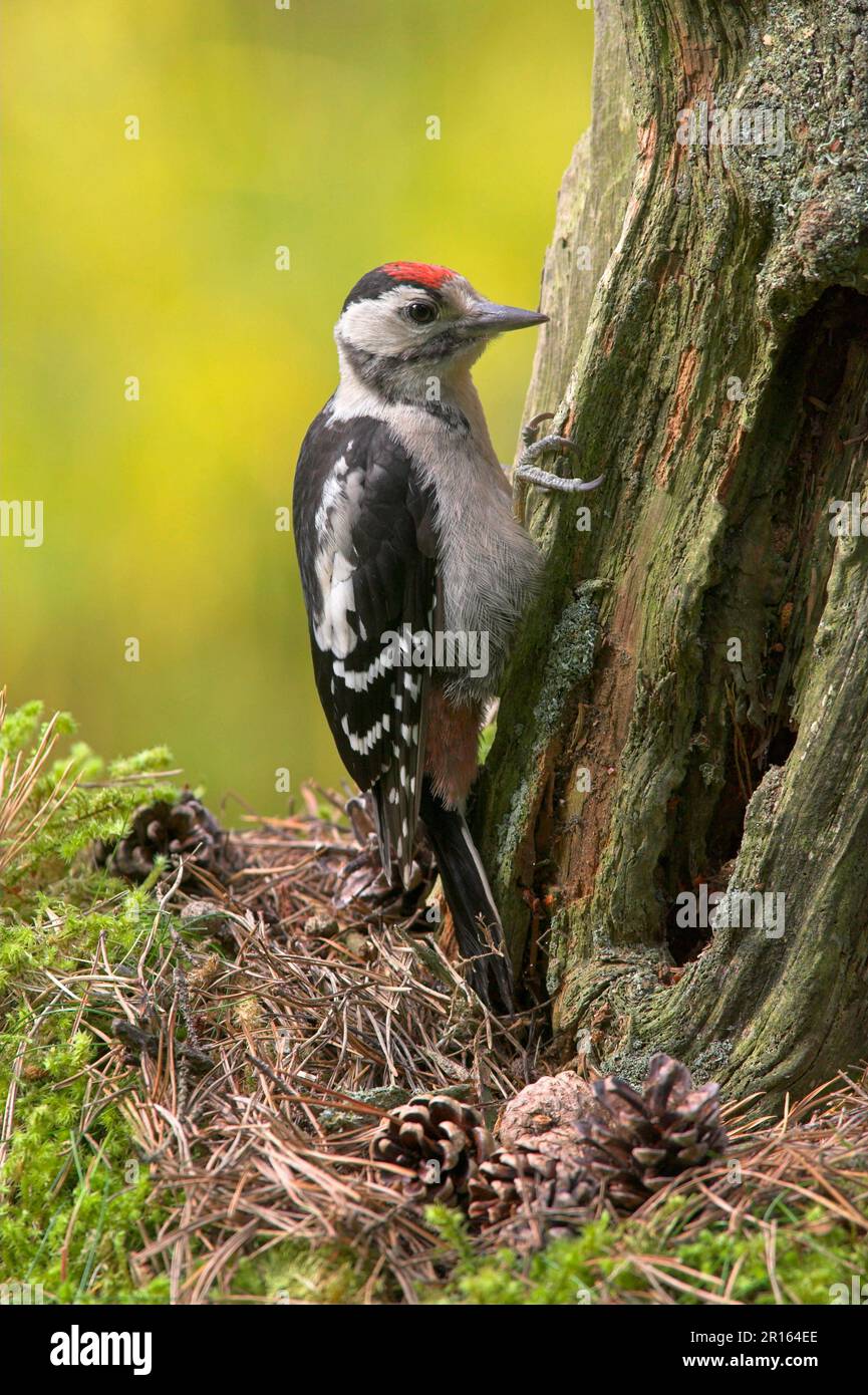 Great spotted woodpecker (Dendrocopus major) juvenile, clinging to a ...