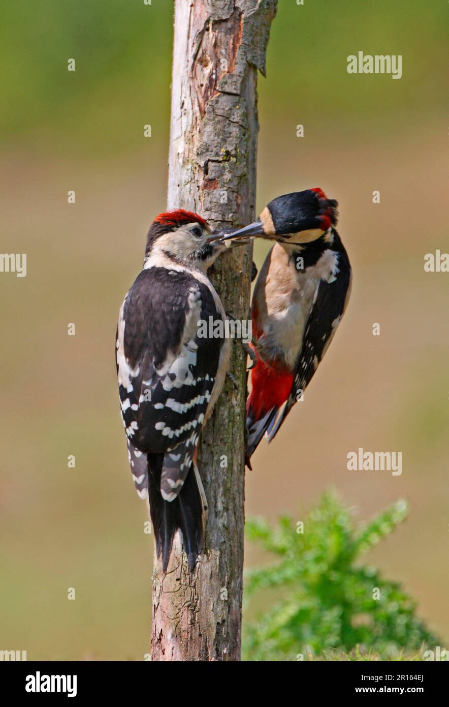 Dead fledgling hi-res stock photography and images - Alamy