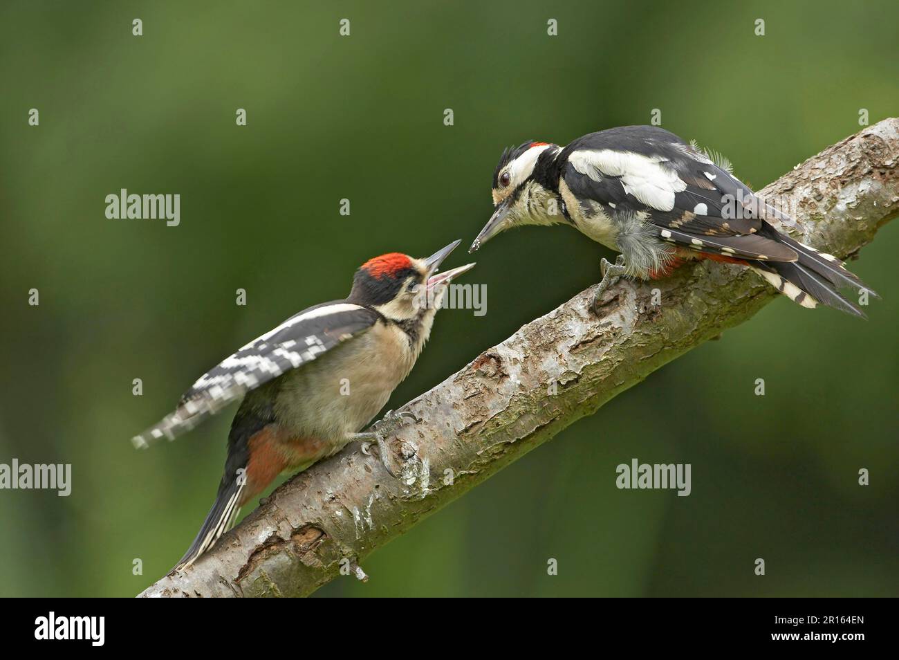 Great spotted woodpecker (Dendrocopus major), adult male, feeding young ...