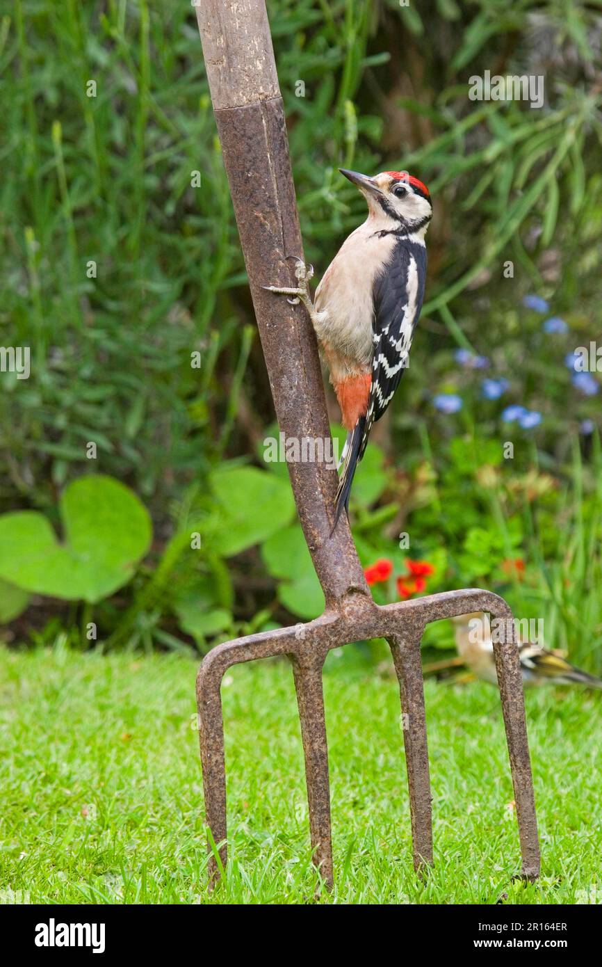 Great spotted woodpecker (Dendrocopus major) juvenile, sitting on a ...