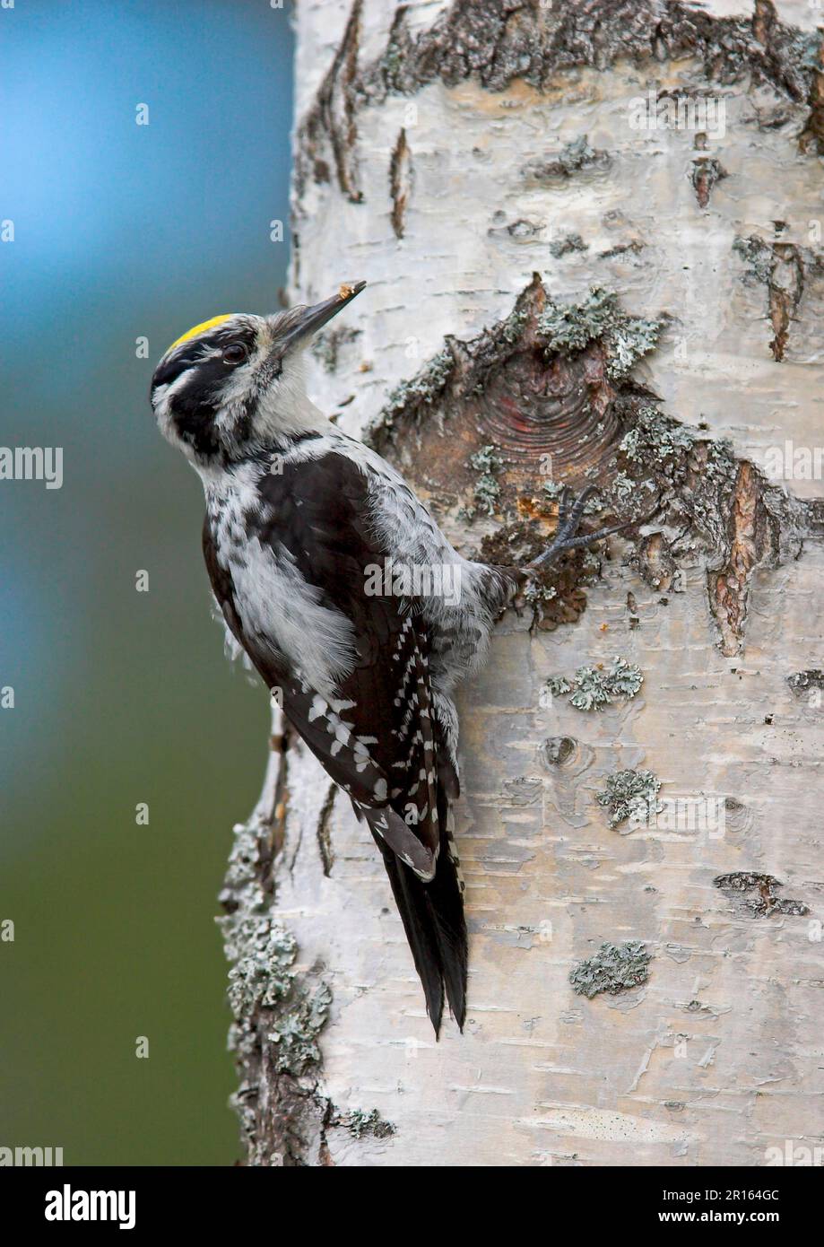 Three-toed woodpeckers (Picoides tridactylus), Woodpeckers, Animals ...