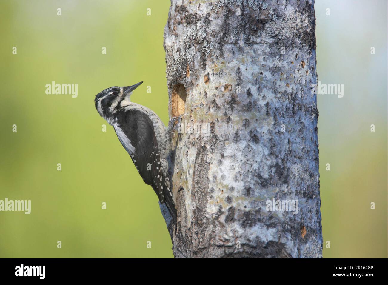Three-toed woodpeckers (Picoides tridactylus), Woodpeckers, Animals ...