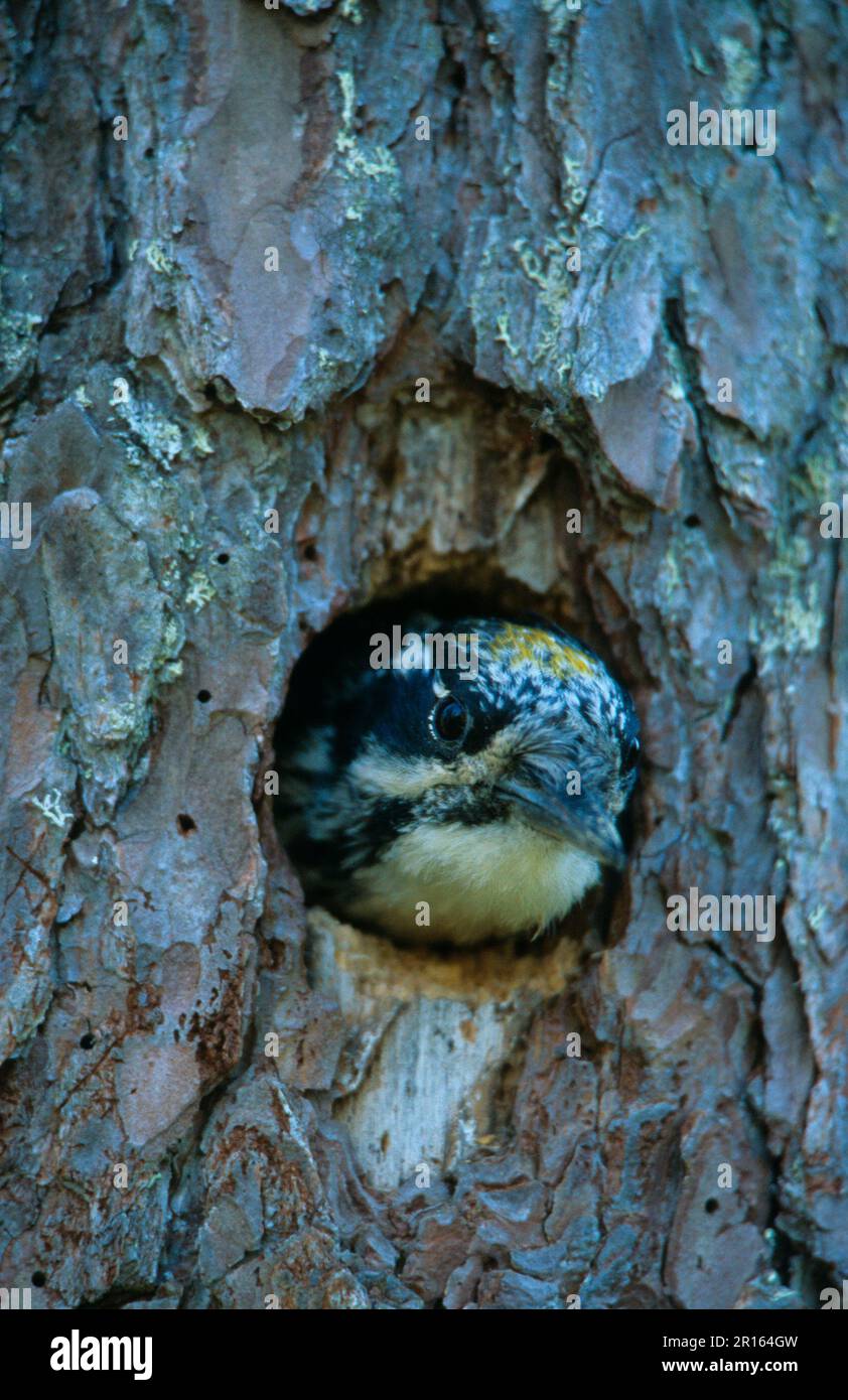 Three-toed woodpeckers (Picoides tridactylus), Woodpeckers, Animals ...