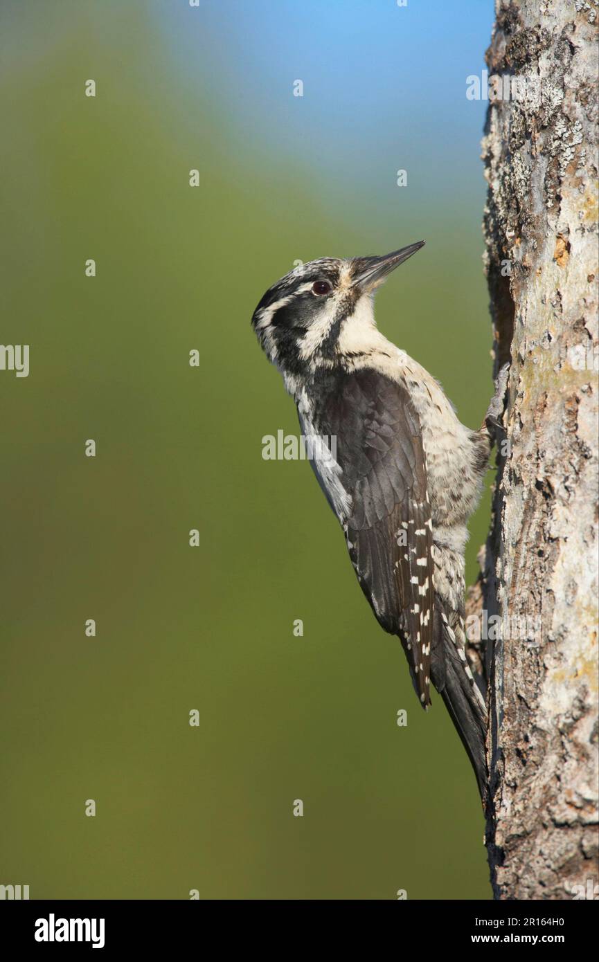 Three-toed woodpeckers (Picoides tridactylus), Woodpeckers, Animals ...
