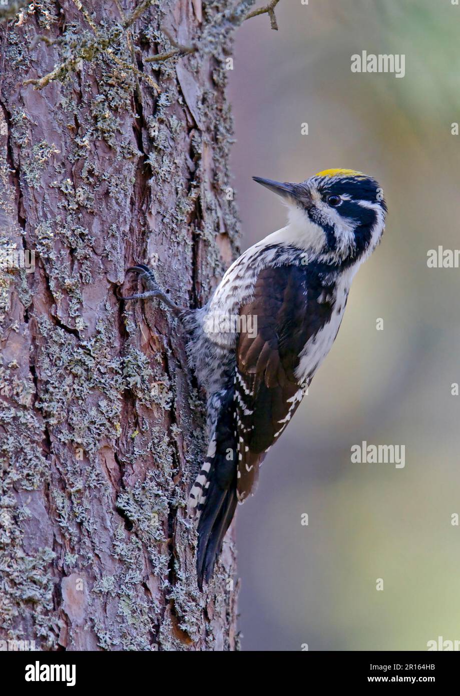 Three-toed woodpeckers (Picoides tridactylus), Woodpeckers, Animals ...