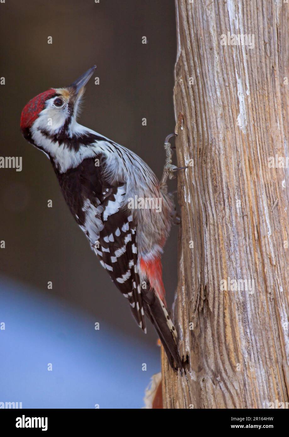 White-backed Woodpecker, white-backed woodpeckers (Dendrocopos leucotos ...